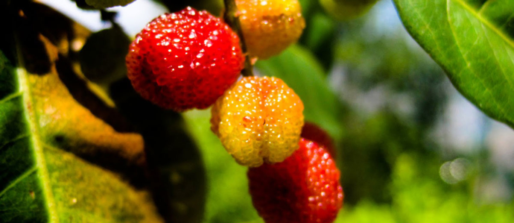 काफल पाक्यो, मील नी चाख्यो - Kafal Tree Garhwali Folk Tale