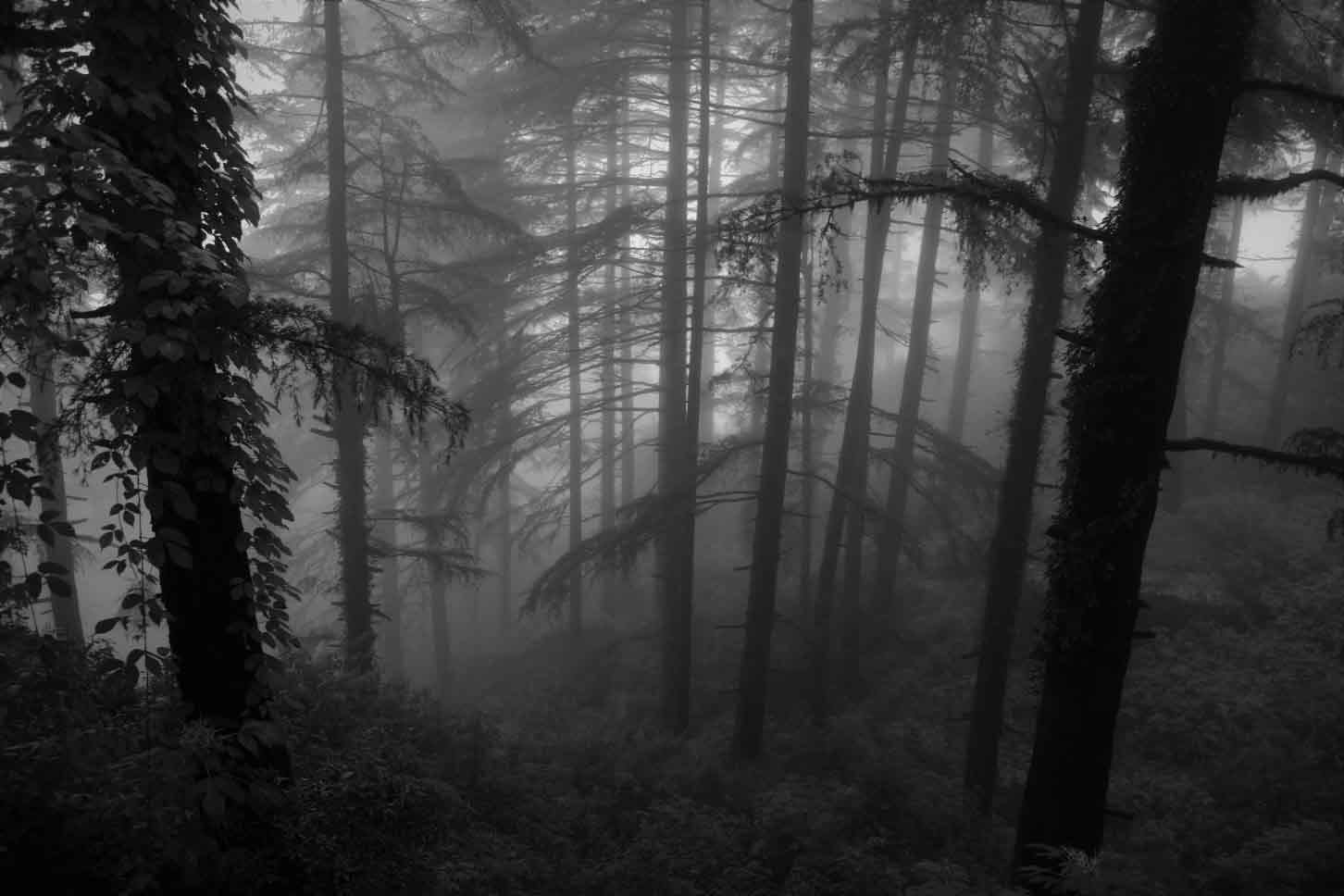 मानसून में कोहरा और पहाड़ - फोटो निबंध - Kafal Tree