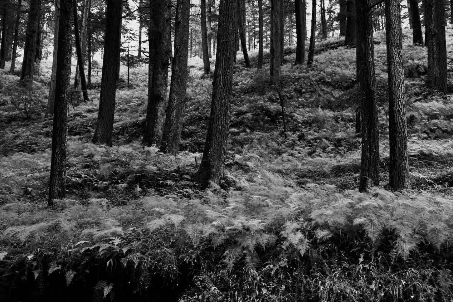 मानसून में कोहरा और पहाड़ - फोटो निबंध - Kafal Tree