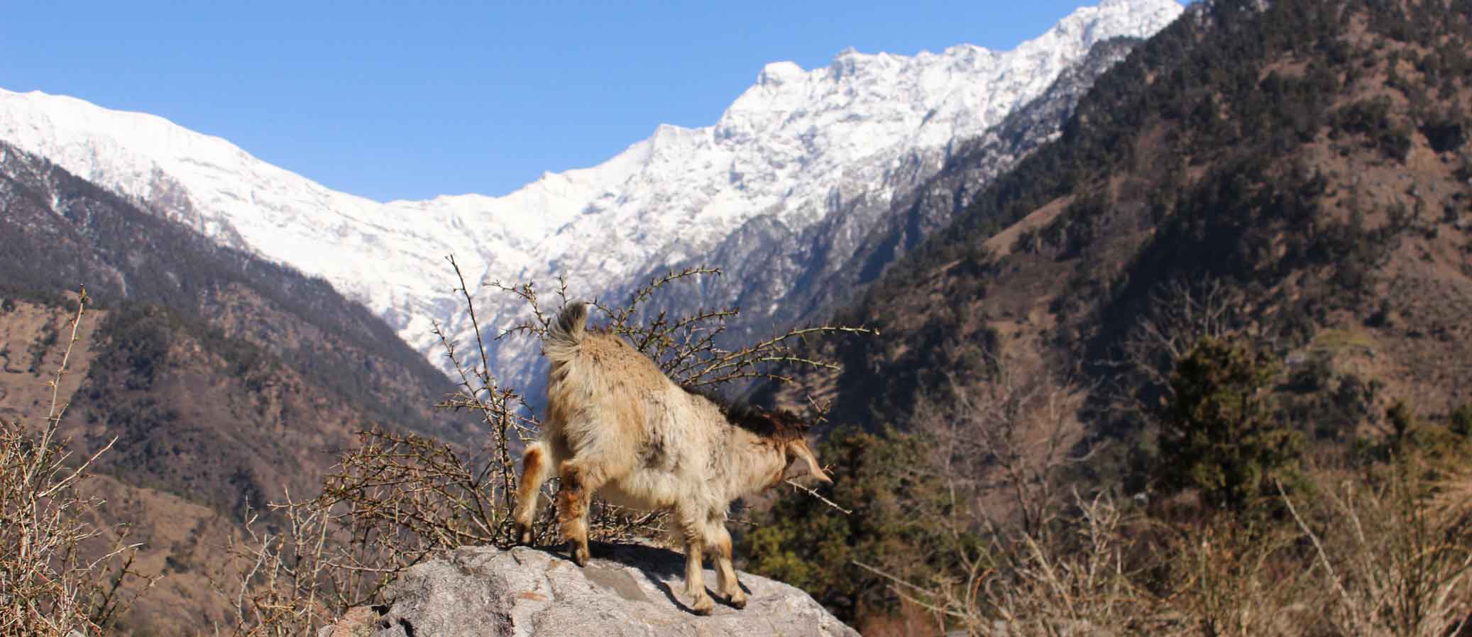 सियारों को जूठन में पलने का श्राप - Kafal Tree