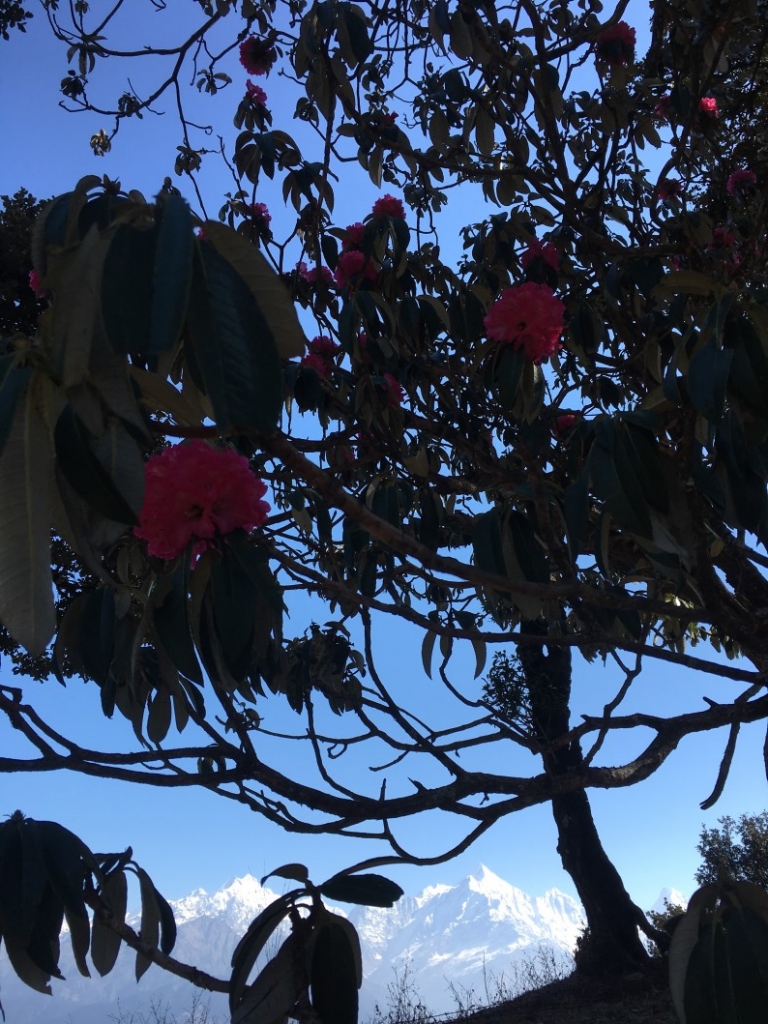 मुनस्यारी का बुरांश - Kafal Tree