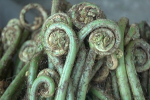 लिंगुड़ा: बरसात के मौसम की स्वादिष्ट पहाड़ी सब्जी - Kafal Tree