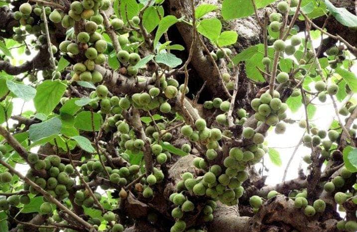 तिमला: स्वाद ही नहीं सेहत का खजाना भी है - Kafal Tree