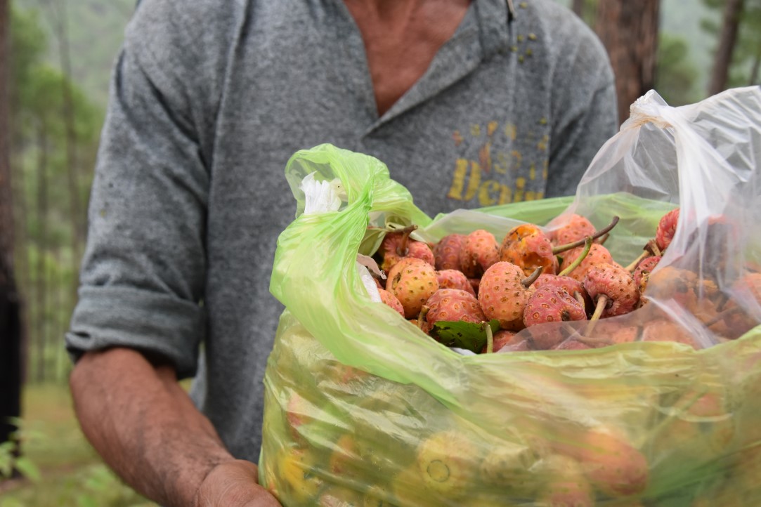 पहाड़ियों का ही नहीं भालू का भी प्रिय फल है बमौर - Kafal Tree
