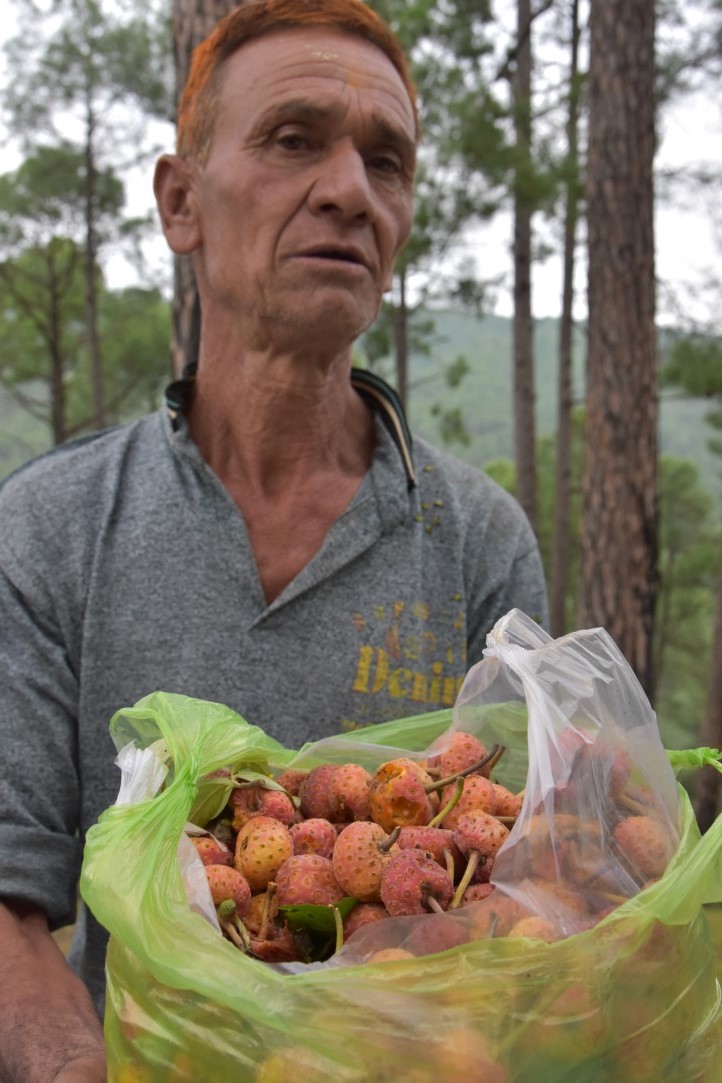 पहाड़ियों का ही नहीं भालू का भी प्रिय फल है बमौर - Kafal Tree