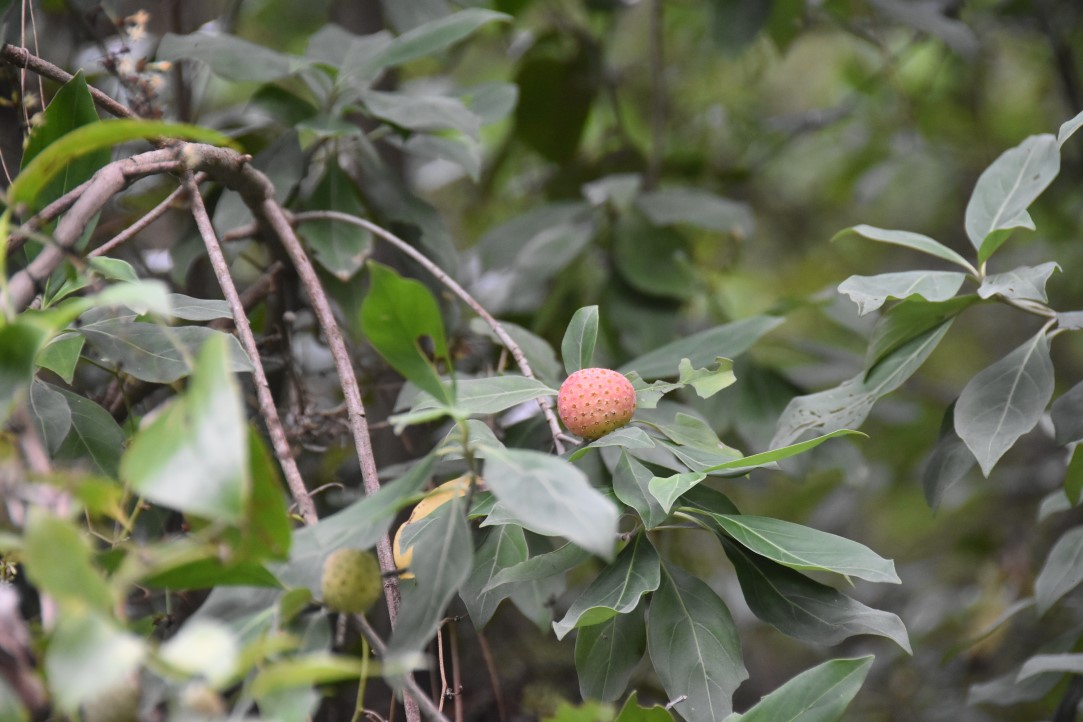 पहाड़ियों का ही नहीं भालू का भी प्रिय फल है बमौर - Kafal Tree