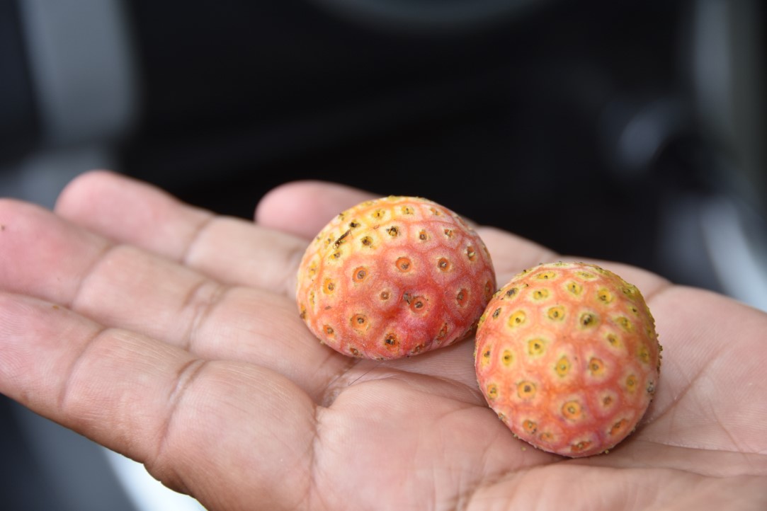 पहाड़ियों का ही नहीं भालू का भी प्रिय फल है बमौर - Kafal Tree