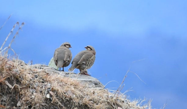 Chakor Bird in Almora Uttarakhand Archives - Kafal Tree