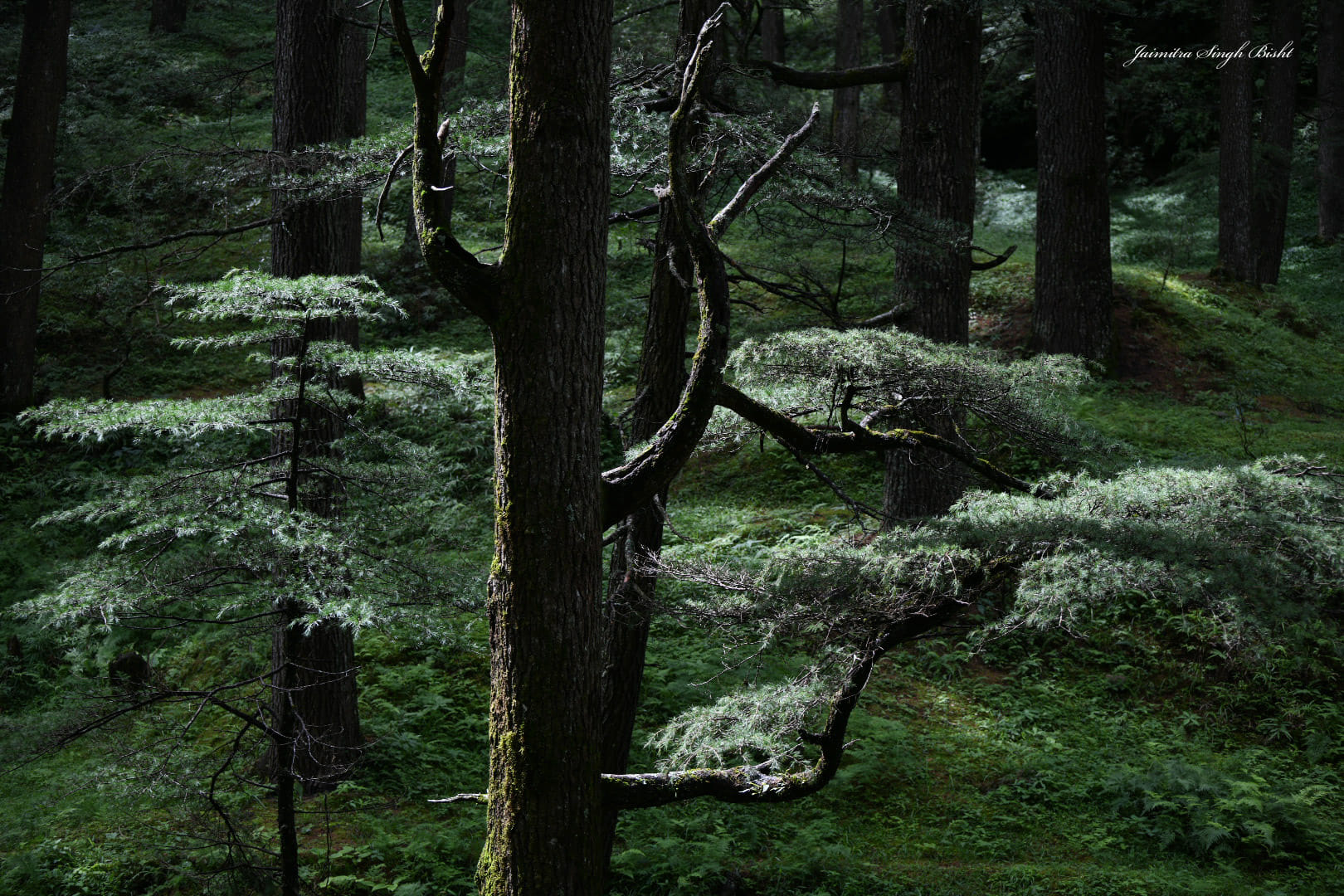 सावन के आखिरी सोमवार पर जागेश्वर धाम की तस्वीरें - Kafal Tree