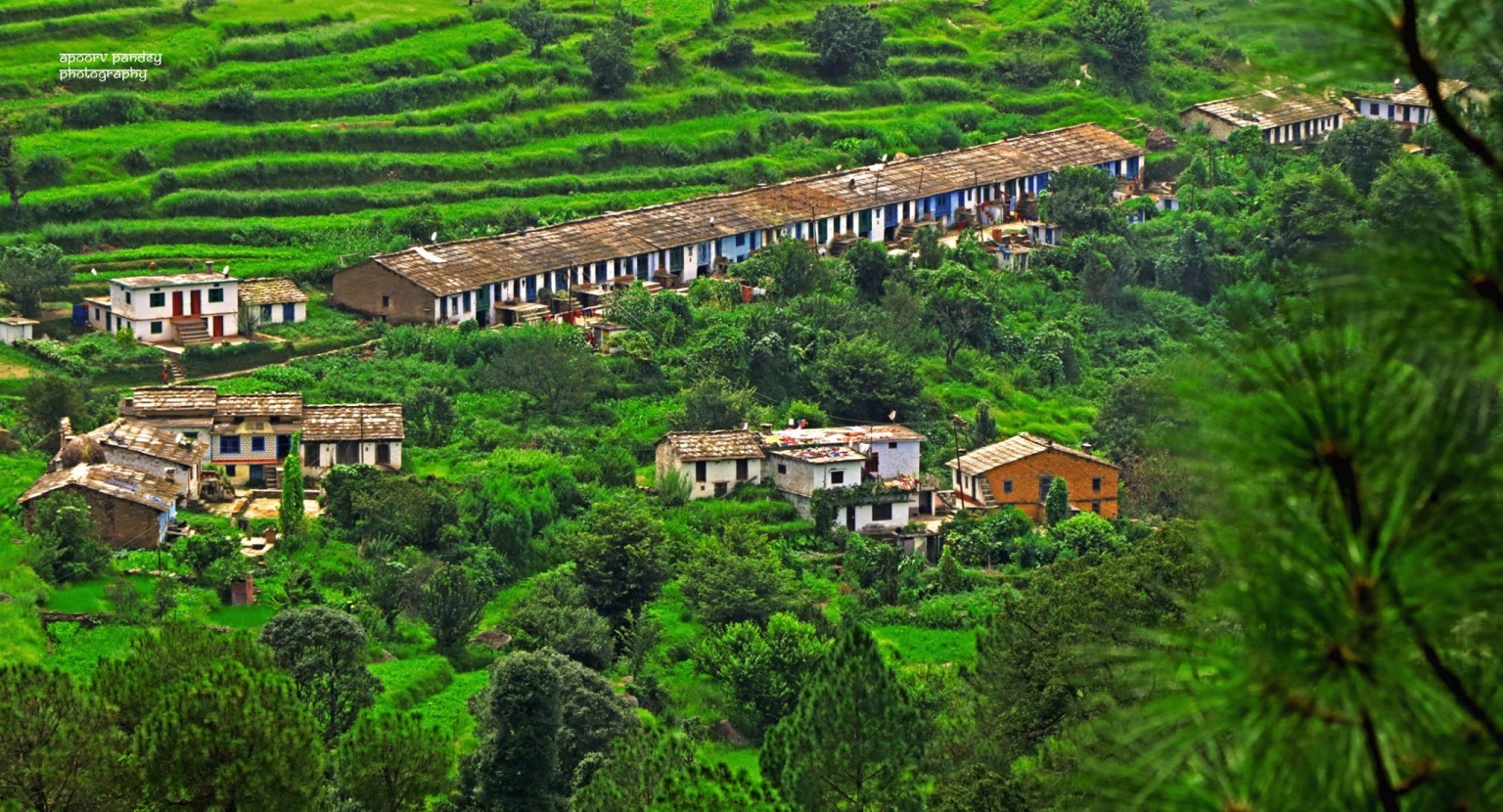 संवरेगी कुमाऊं की सबसे बड़ी बाखली - Kafal Tree