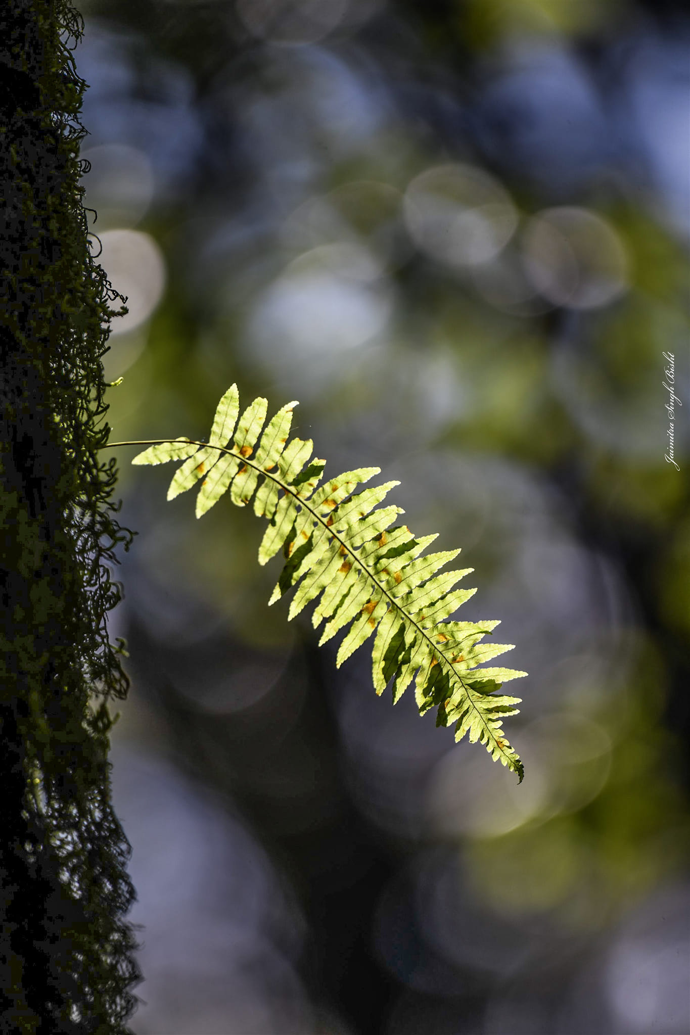 आजकल बिनसर के जंगल की खुशबू लेना अमृतपान करने जैसा है - Kafal Tree ...