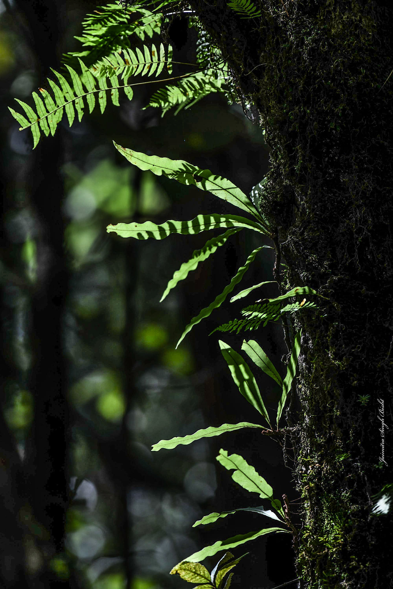 आजकल बिनसर के जंगल की खुशबू लेना अमृतपान करने जैसा है - Kafal Tree ...