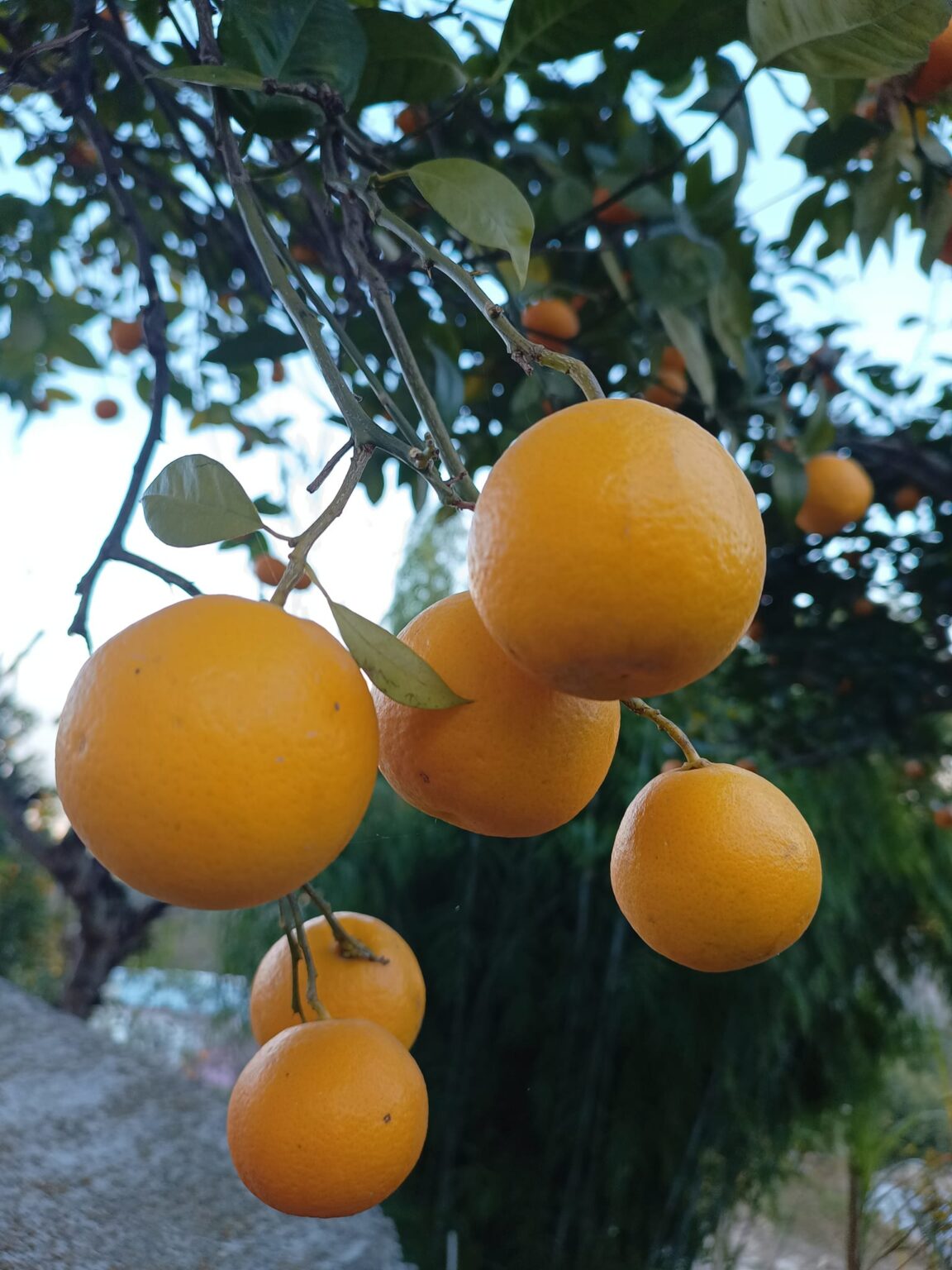 कौसानी में माल्टा की बहार : फोटो निबंध Malta Uttarakhand Photos