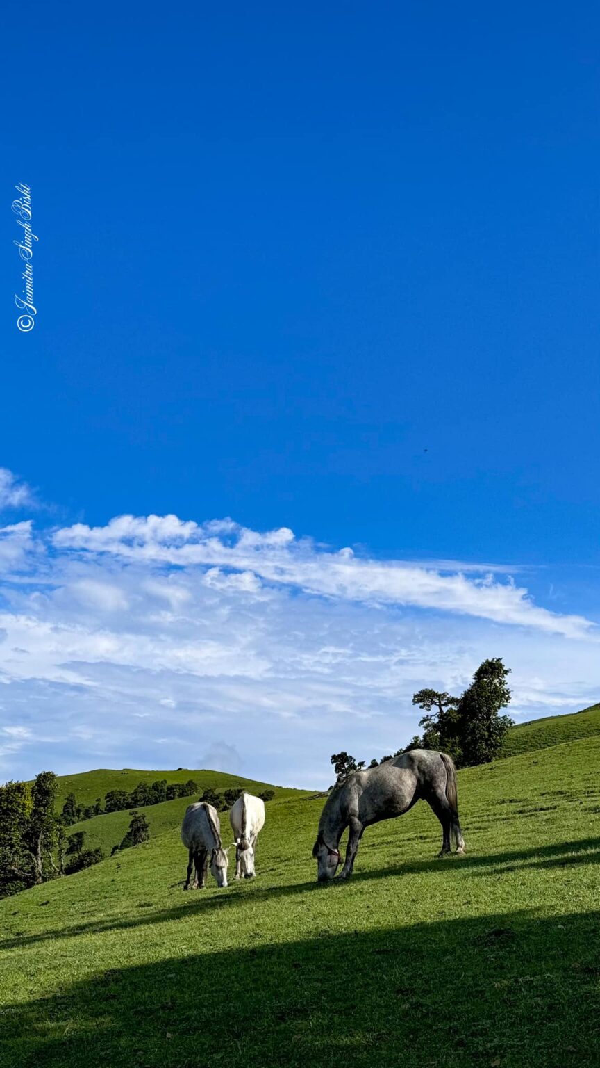 पंवाली कांठा का सुकून : फोटो निबंध - Kafal Tree
